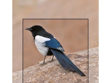 Télécharger Merlin Bird ID par Cornell Lab en version APK, Android, iOS ...