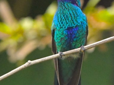 Download Piwigo for Windows, macOS, Android, APK, iOS, Linux and Web ...