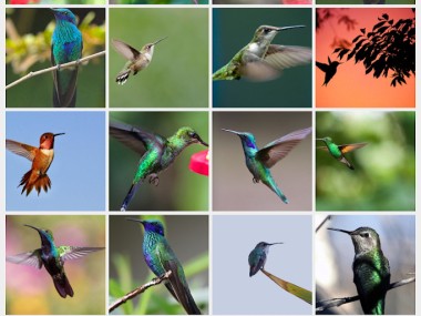 Download Piwigo for Windows, macOS, Android, APK, iOS, Linux and Web ...